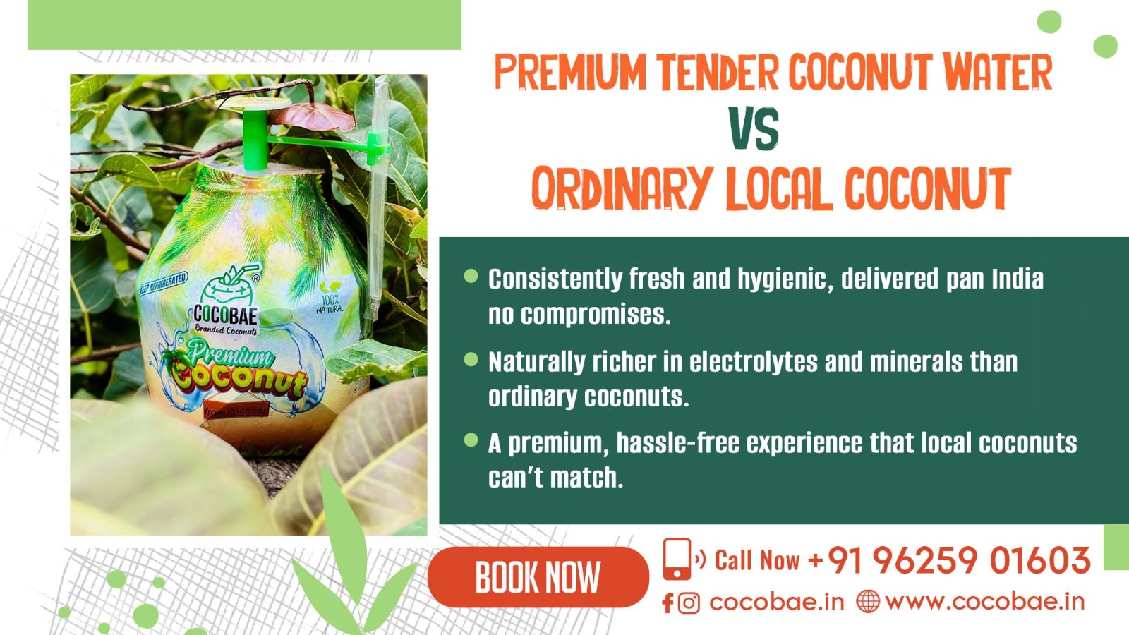 Coconut Premium Tender Coconut Water vs Ordinary Local Coconut – Cocobae